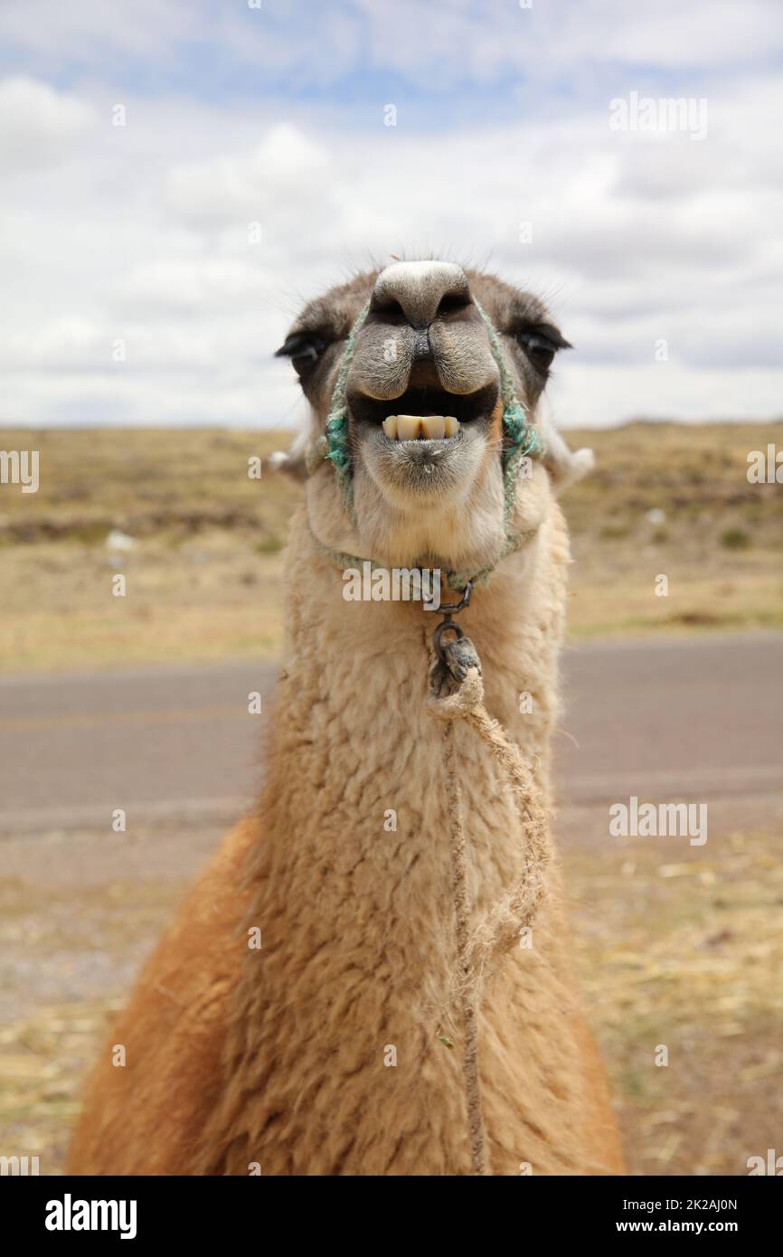 Peru lama glama hi-res stock photography and images - Alamy