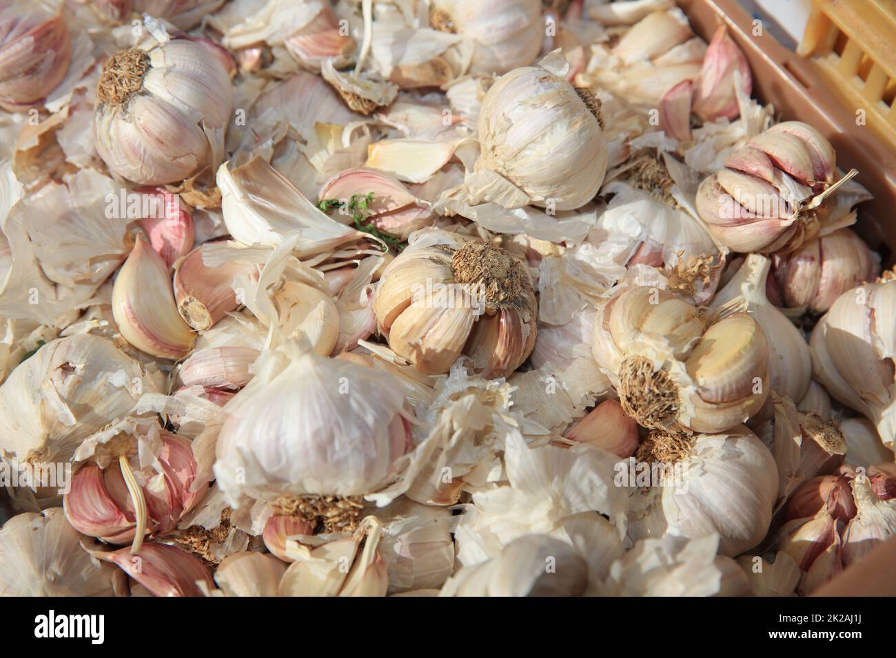 Fresh organic Garlic on Farmers Market in Pollensa. Majorca Stock Photo ...