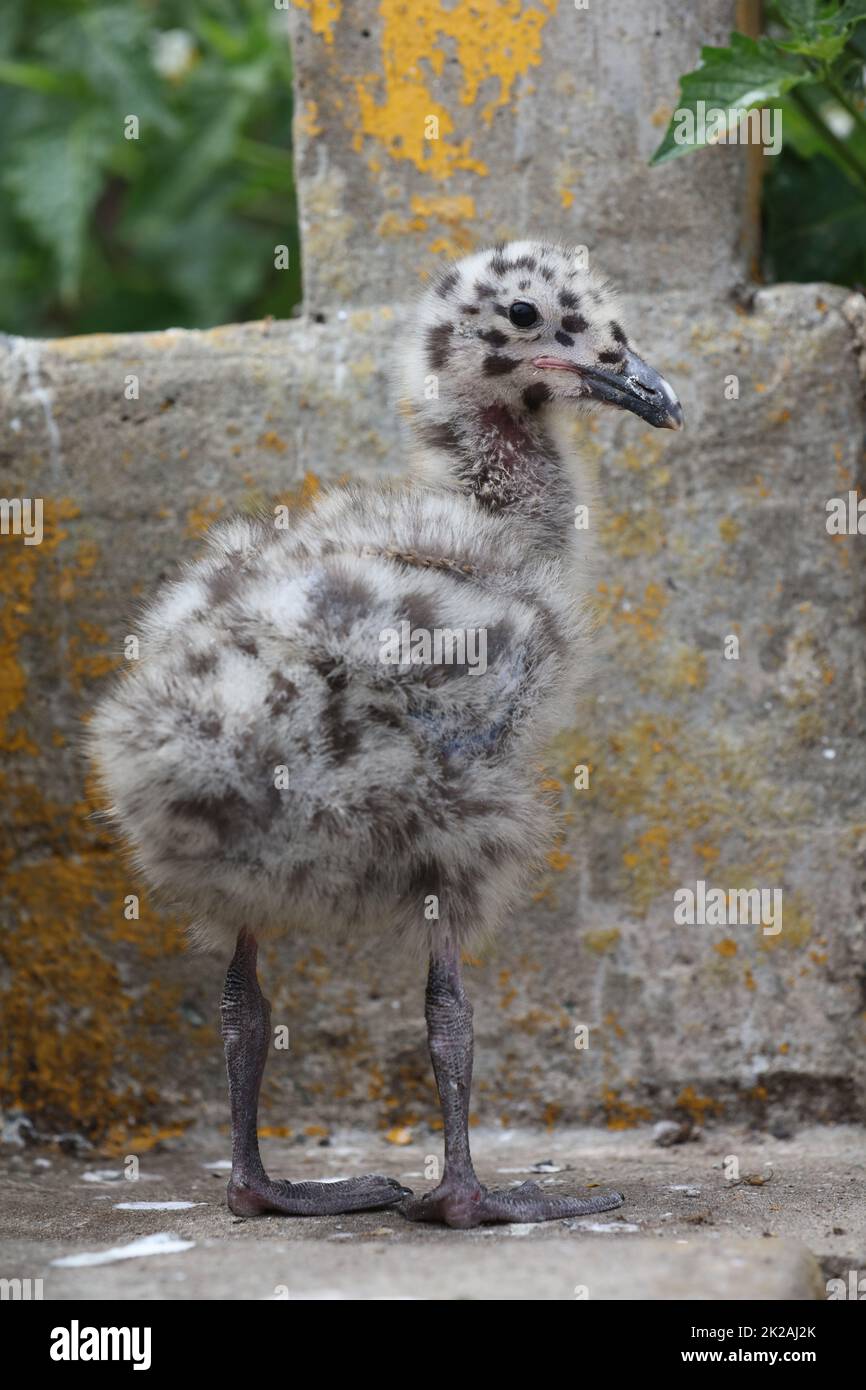 Western Gull Chick in California. USA Stock Photo - Alamy