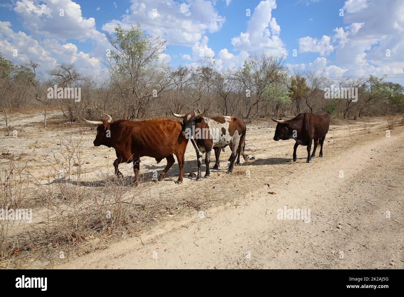 Cattle in Namibia Stock Photo - Alamy