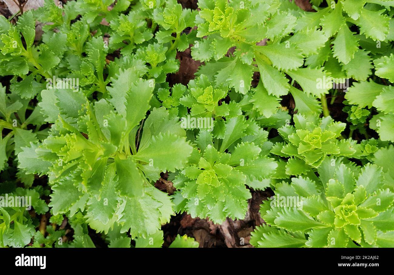 Floral background of young green succulents, flowers in a flower bed ...