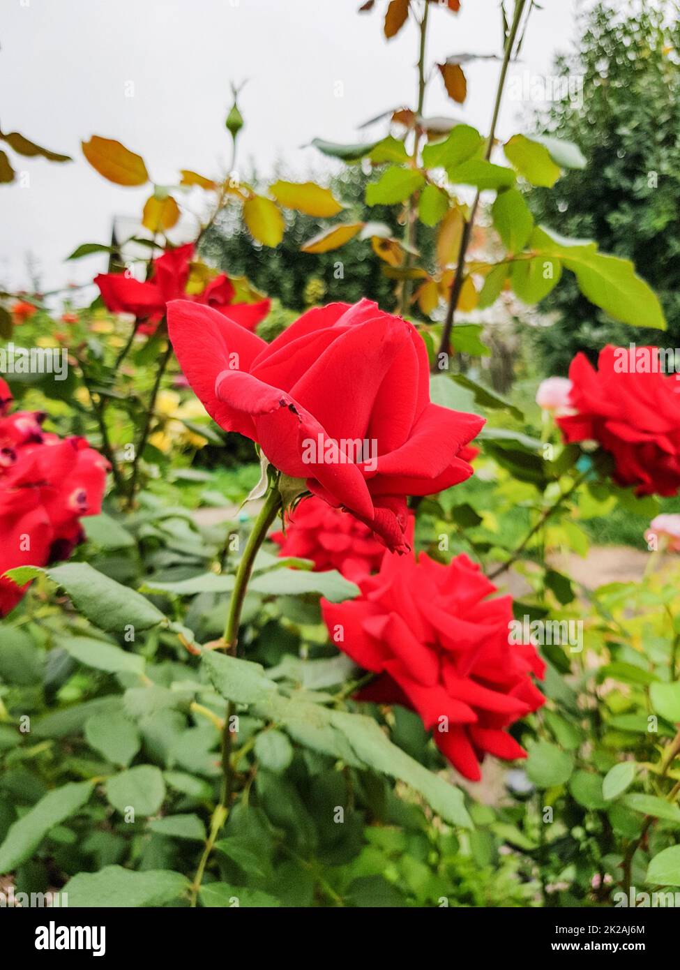 Red roses on a bush in the garden, blurred background, vertical photo ...