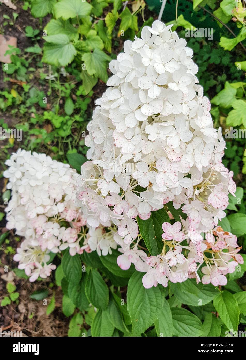 A cone-shaped cap of a white hydrangea inflorescence in an open garden ...