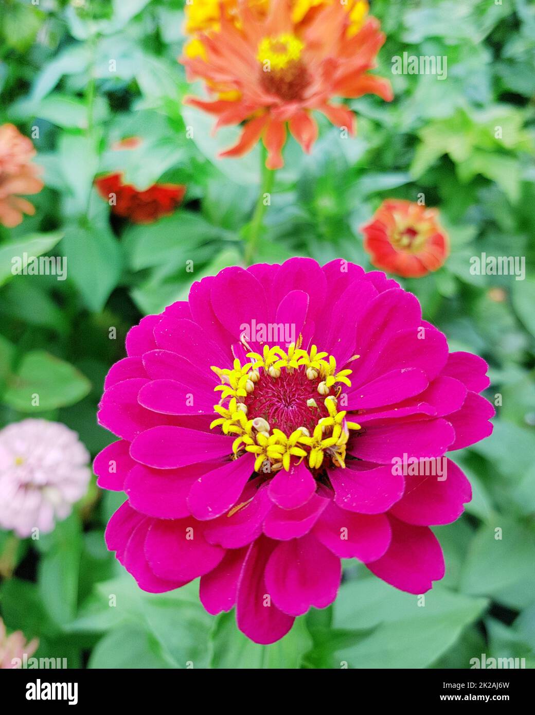 Zinnia Elegans Leaves