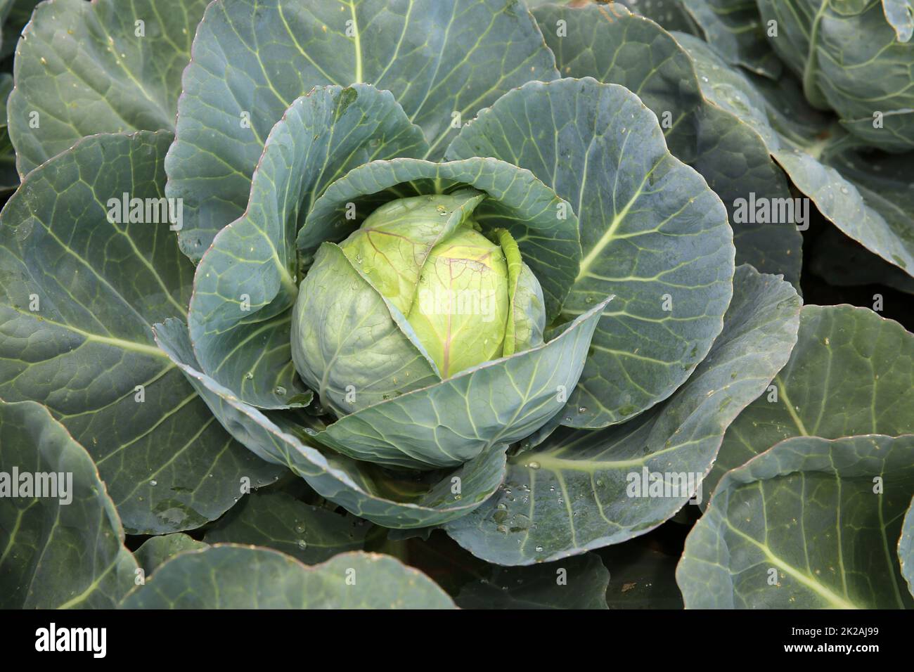 White cabbage field in hi-res stock photography and images - Alamy