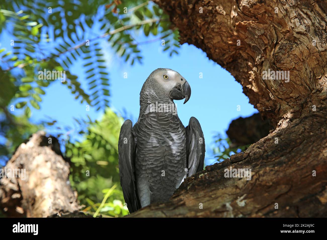 Parrot in Namibia. Africa Stock Photo - Alamy