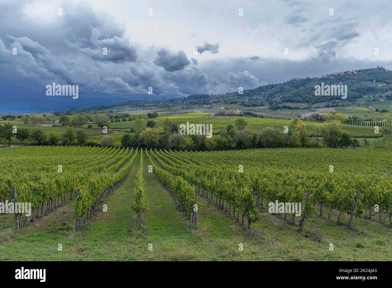 Typical tuscan landscape vineyard hi-res stock photography and images ...