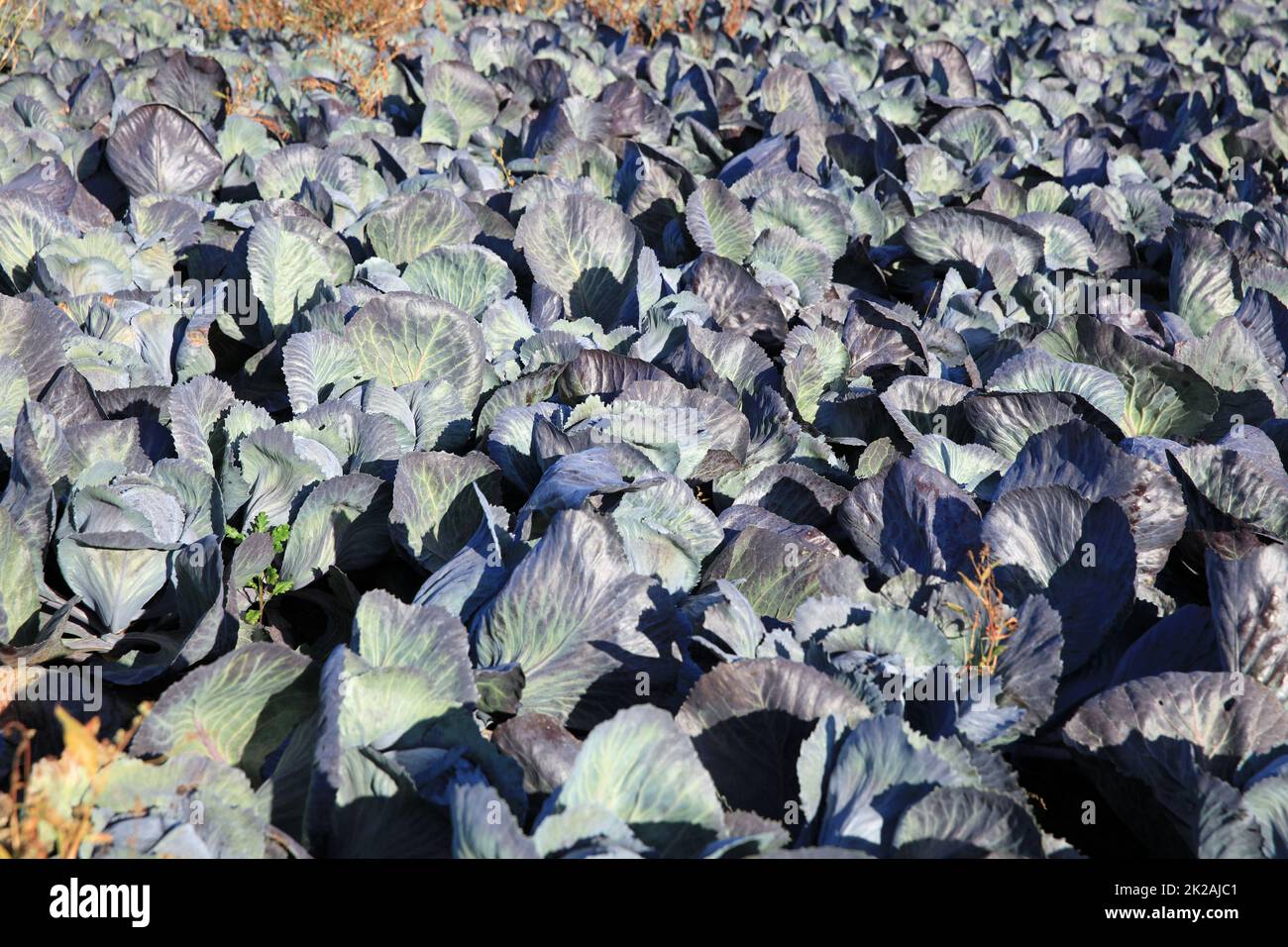 Red Cabbage on the Field in Germany Stock Photo - Alamy