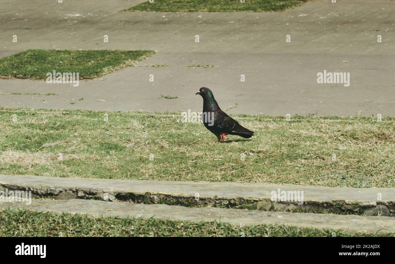 Green color pigeon hi-res stock photography and images - Alamy