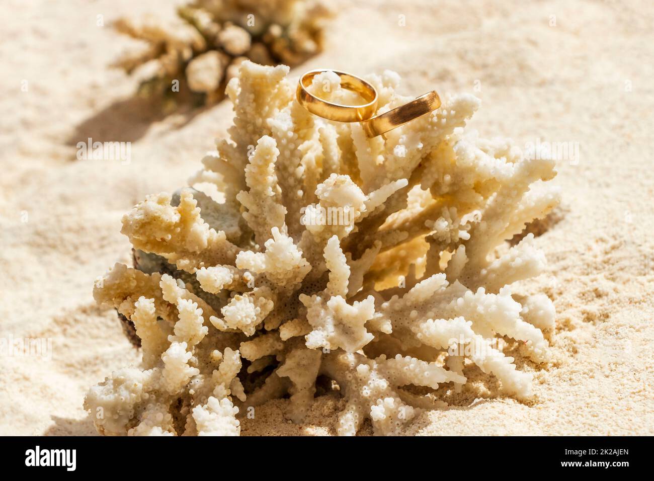 Wedding rings on coral on the beach. Honeymoon in Thailand Stock Photo ...