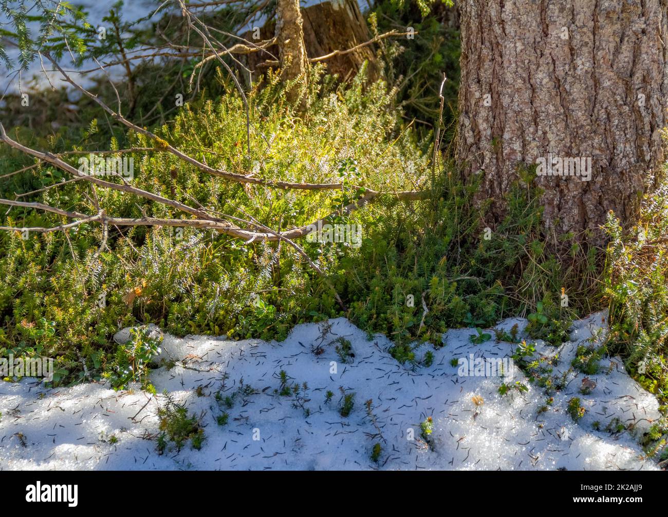 Winter vegetation hi-res stock photography and images - Alamy