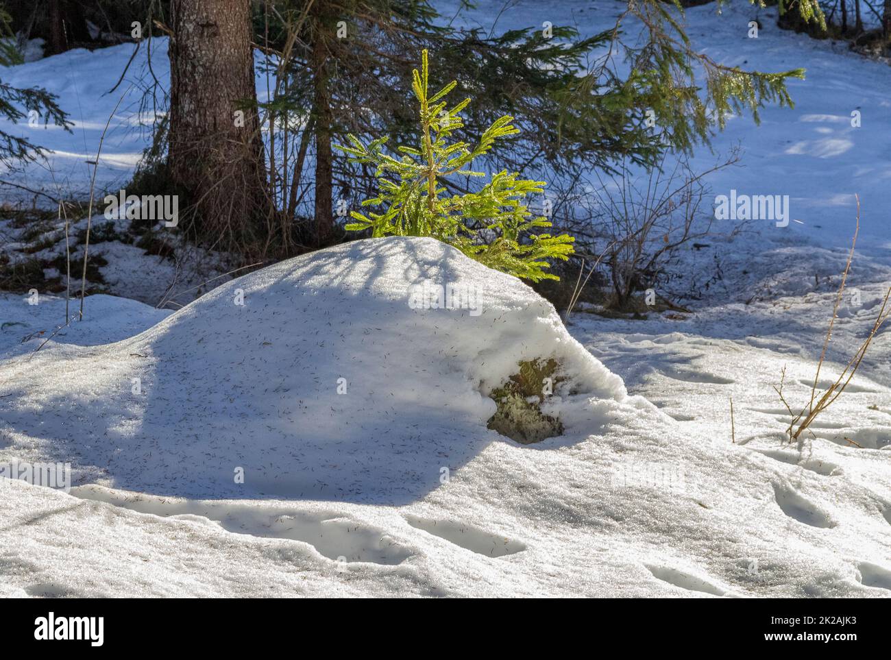 snowy vegetation detail Stock Photo - Alamy