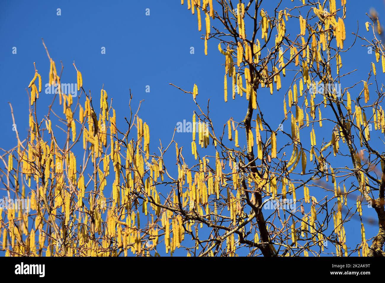 Hazelnut blossom in Germany in wintertime Stock Photo - Alamy