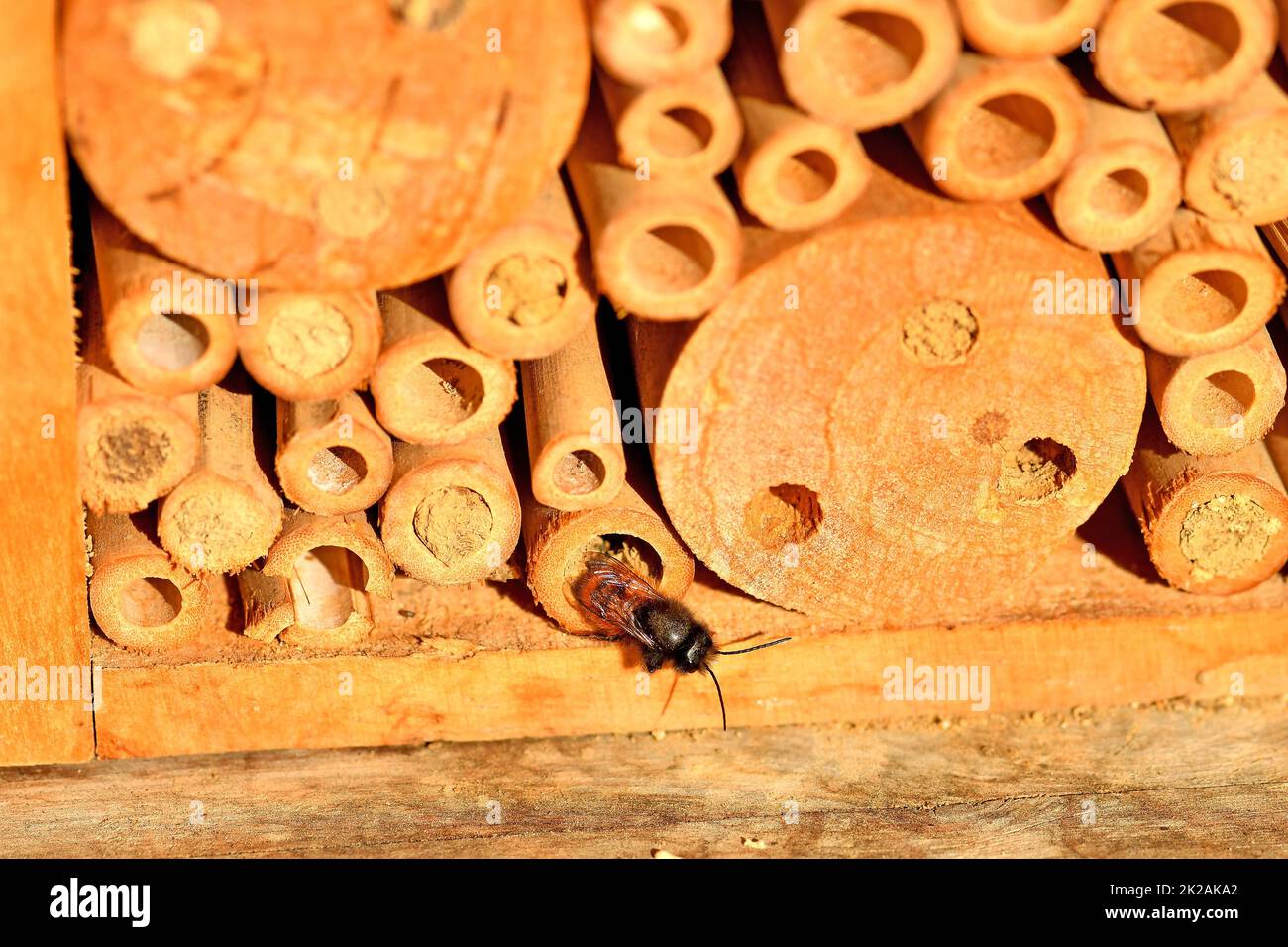 Male orchid bee hi-res stock photography and images - Alamy