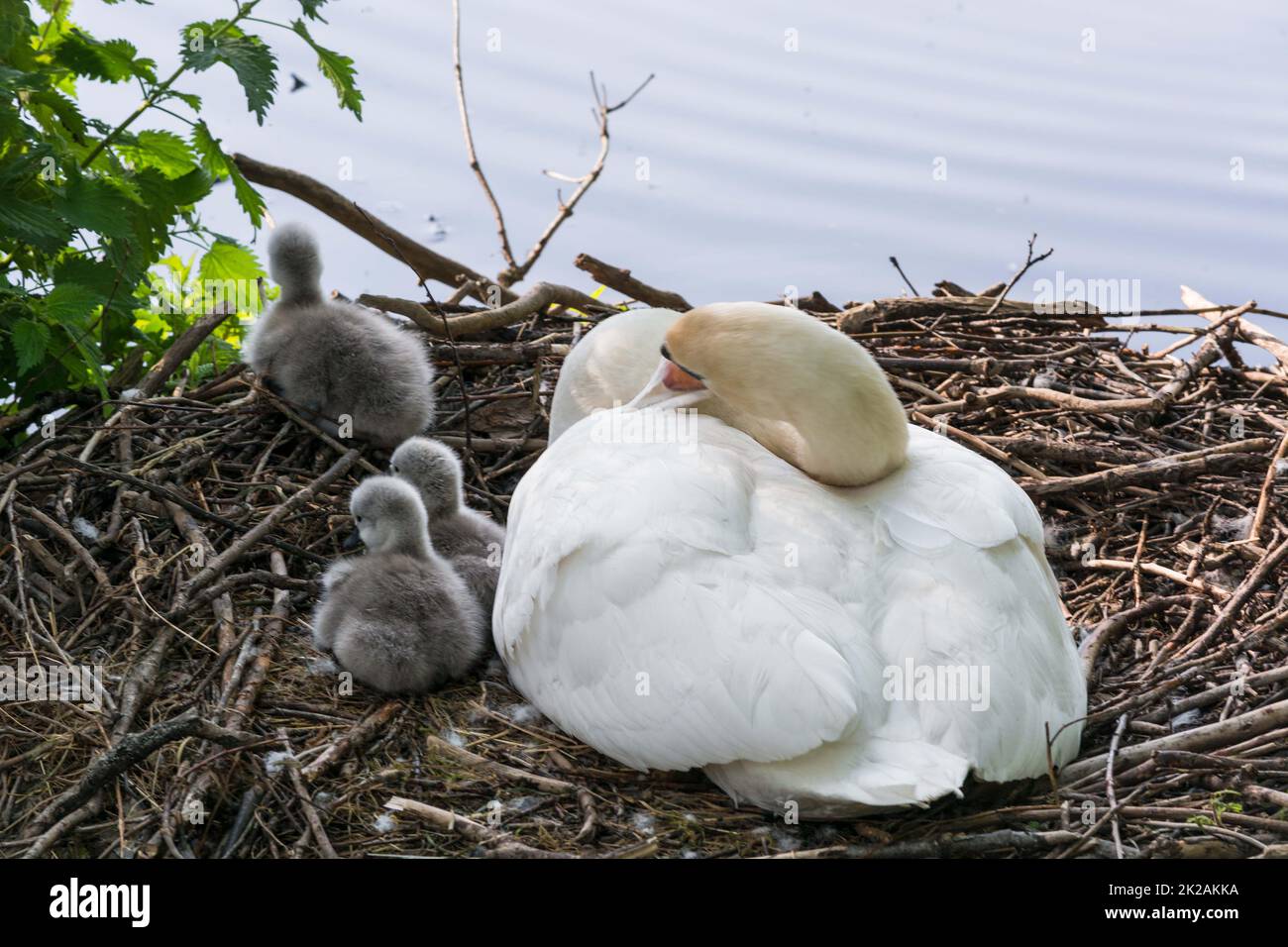 Abtska cherteich hi-res stock photography and images - Alamy