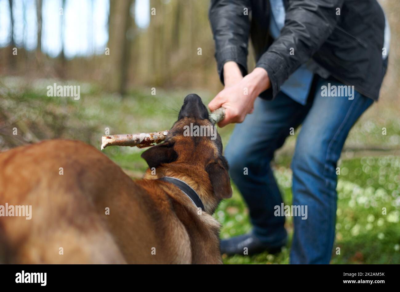 Master alsatian hi-res stock photography and images - Alamy