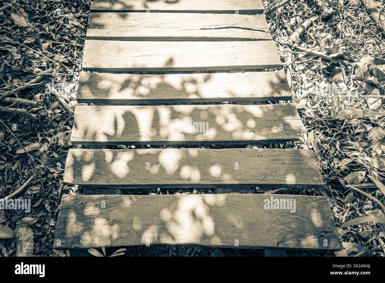 Tropical jungle plants trees wooden walking trails Sian Kaan Mexico ...