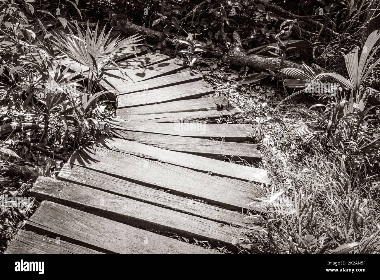 Tropical jungle plants trees wooden walking trails Sian Kaan Mexico ...