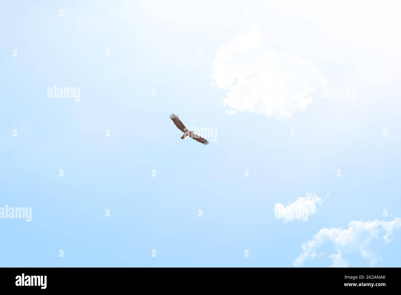 Spread your wings and fly. Low angle shot of an eagle soaring high ...