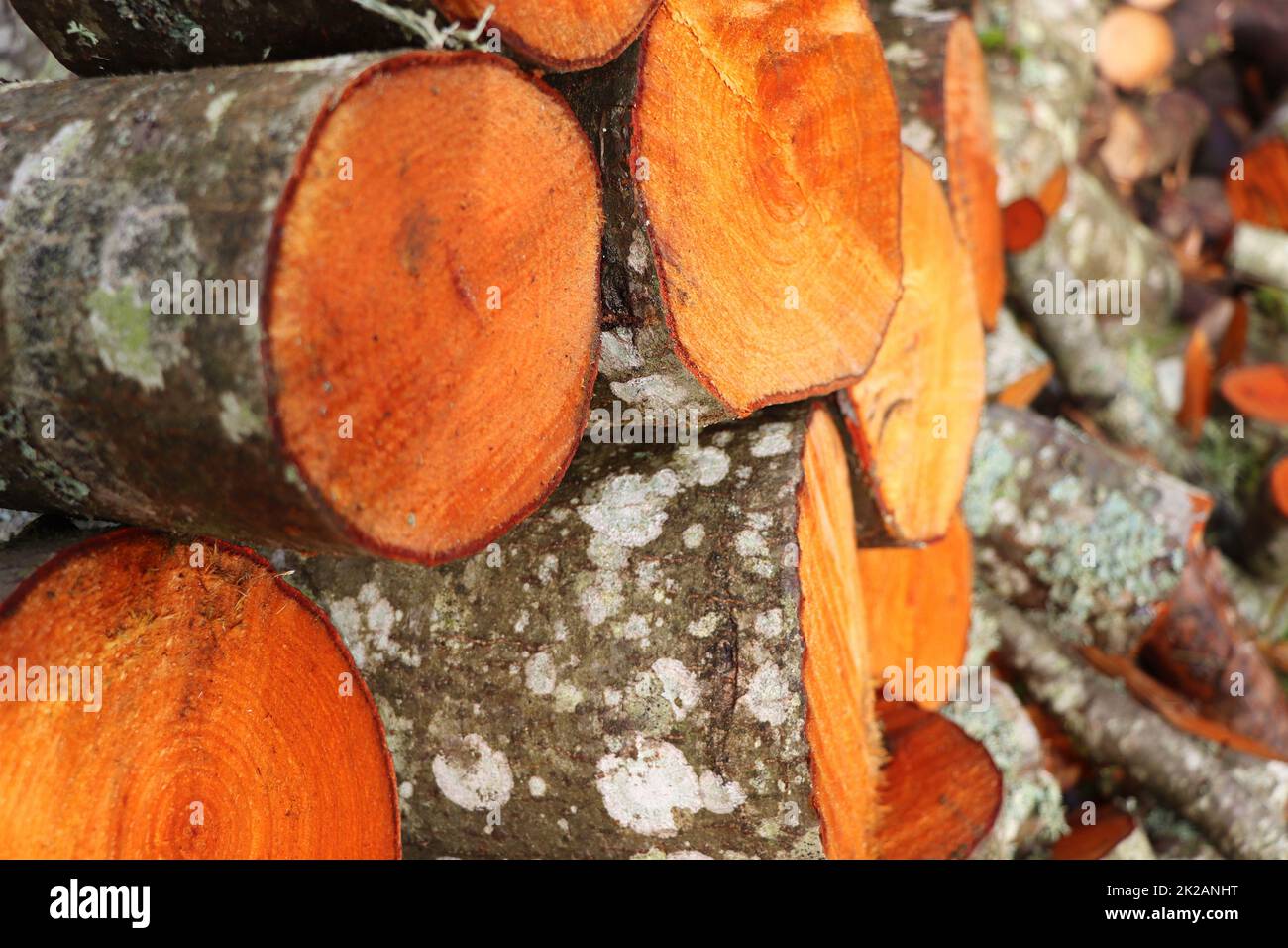 Chopped and stacked up dry firewood at the countryside. Stock pile of ...