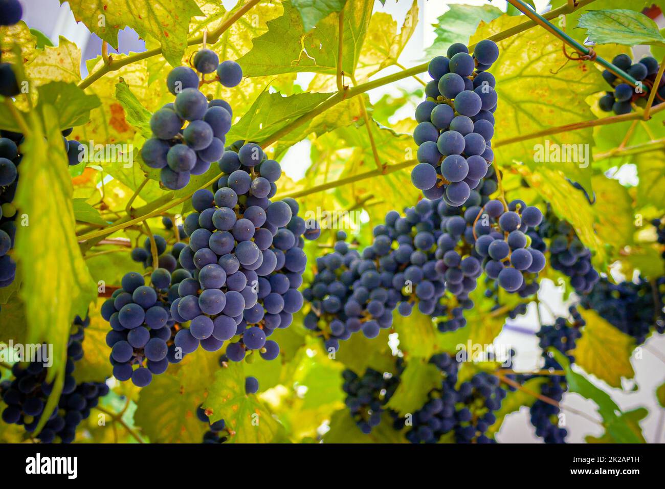 Cultivated wine grapes growing on hi-res stock photography and images ...