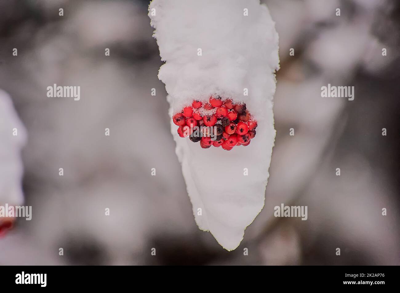 a bunch of mountain ash is dusted with snow Stock Photo - Alamy