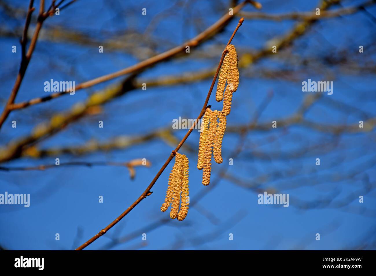 Hazelnut blossom in Germany in wintertime Stock Photo - Alamy