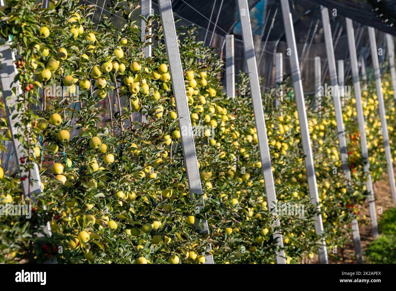 Apple orchard in Aica, South Tyrol, Italy Stock Photo - Alamy