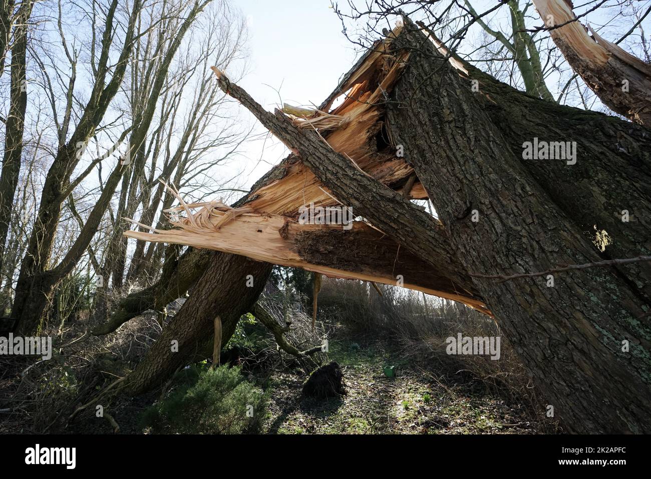 Huge tree that fell over in a strong storm Stock Photo - Alamy