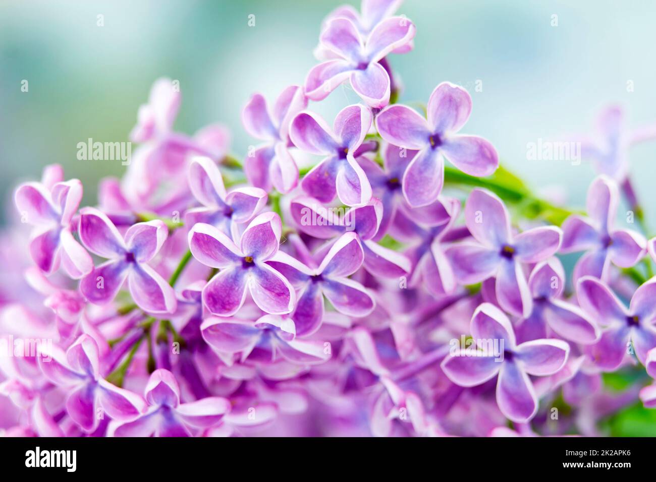 Blooming lilac flowers. Macro photo Stock Photo - Alamy
