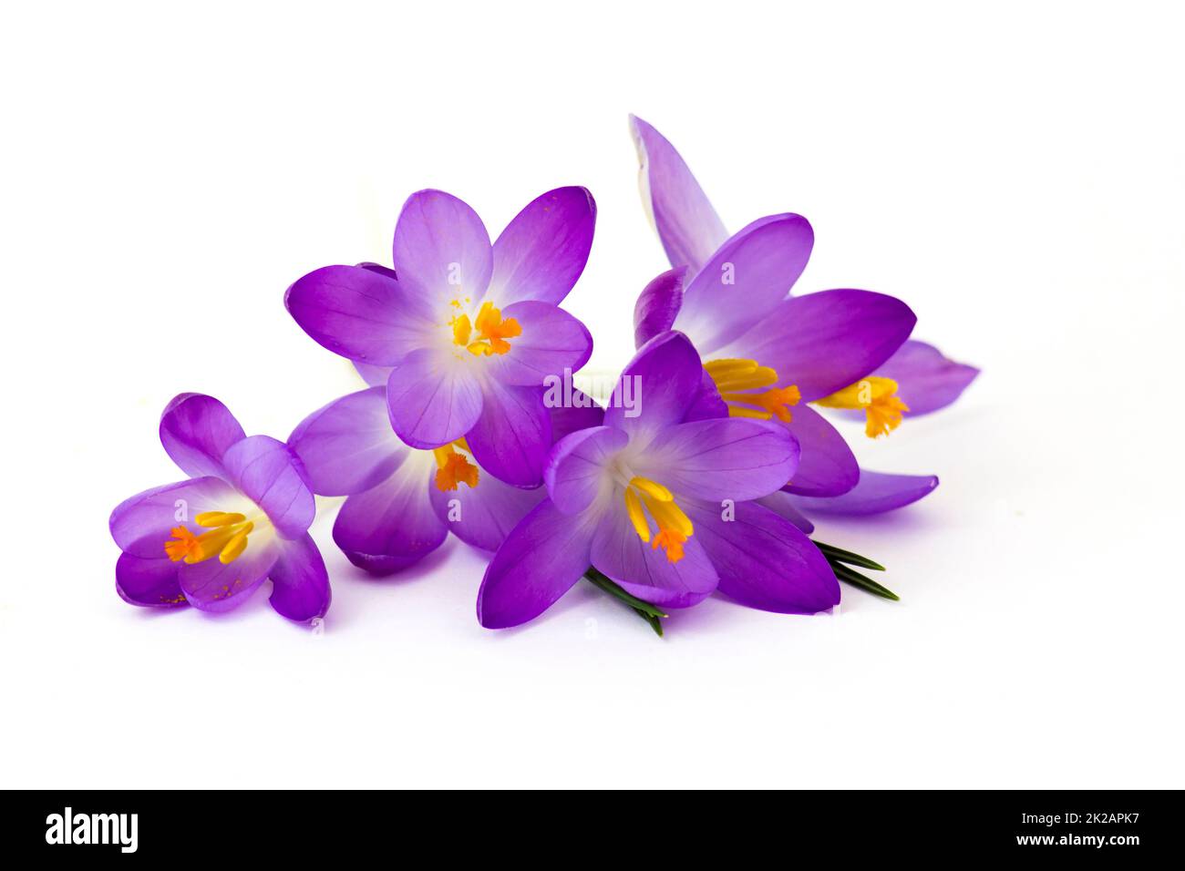crocus - one of the first spring flowers Stock Photo - Alamy