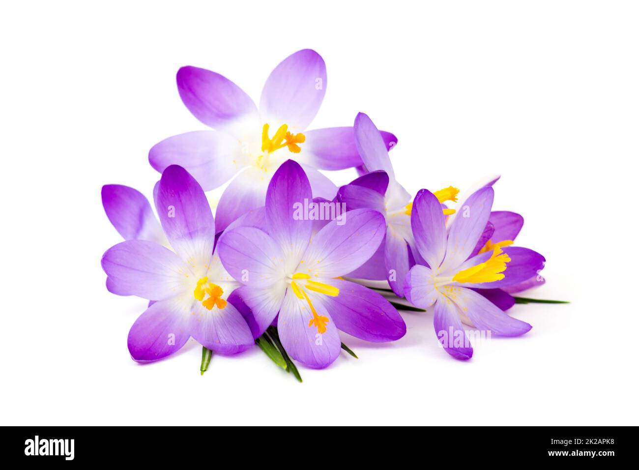 crocus - one of the first spring flowers Stock Photo - Alamy