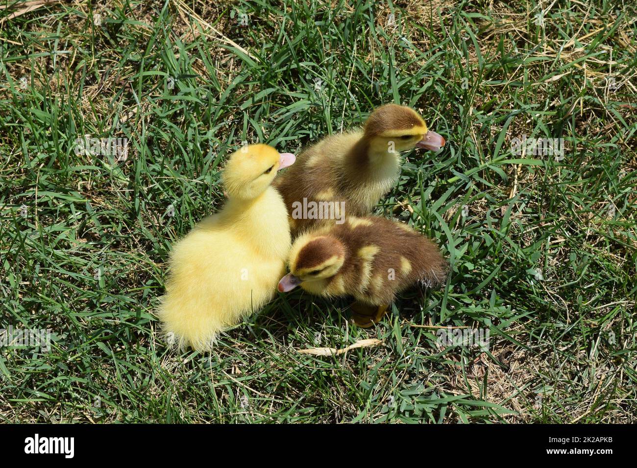 Ducklings musky duck hi-res stock photography and images - Alamy