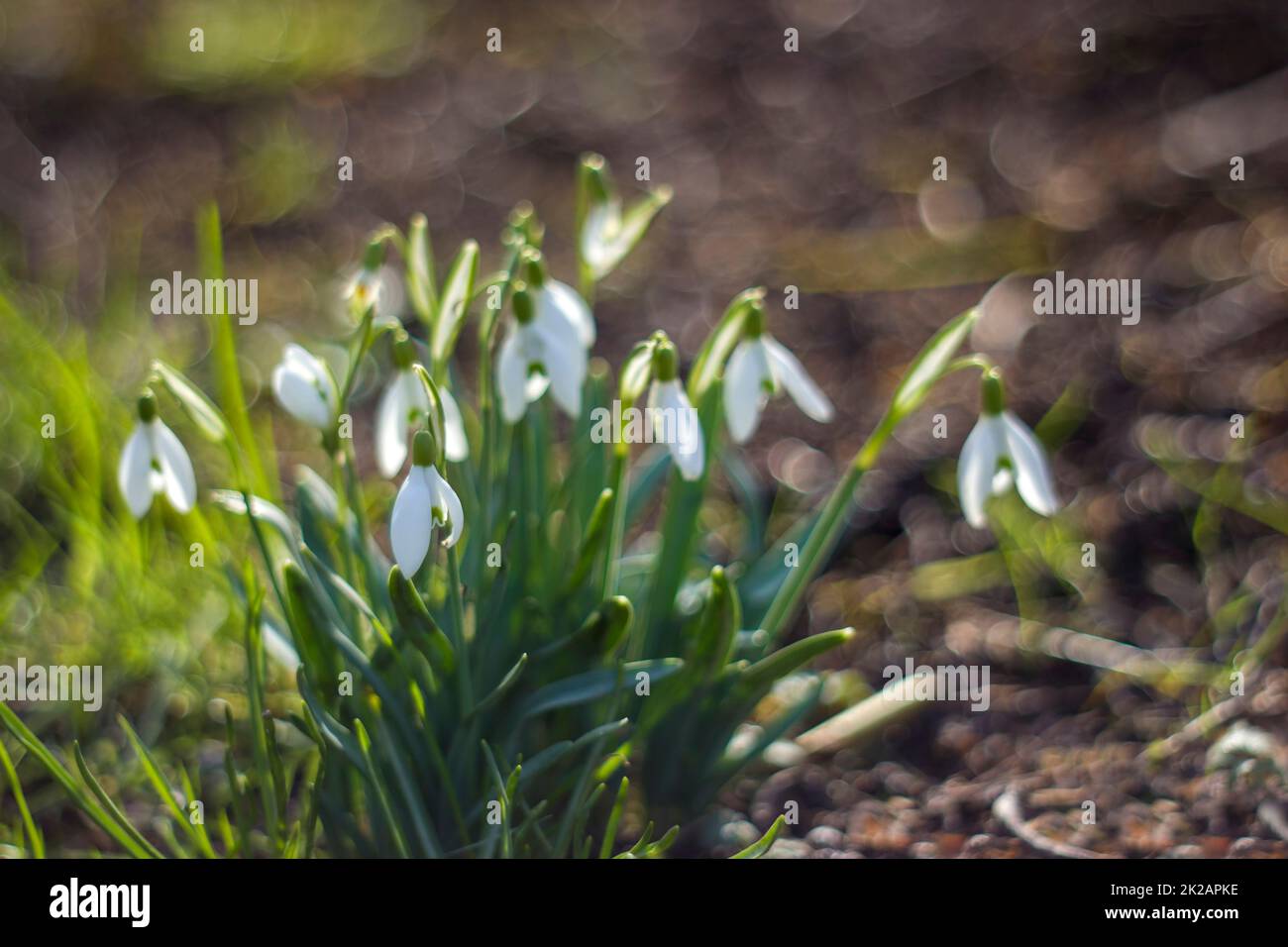 snowdrop - one of the first spring flowers in the garden Stock Photo ...