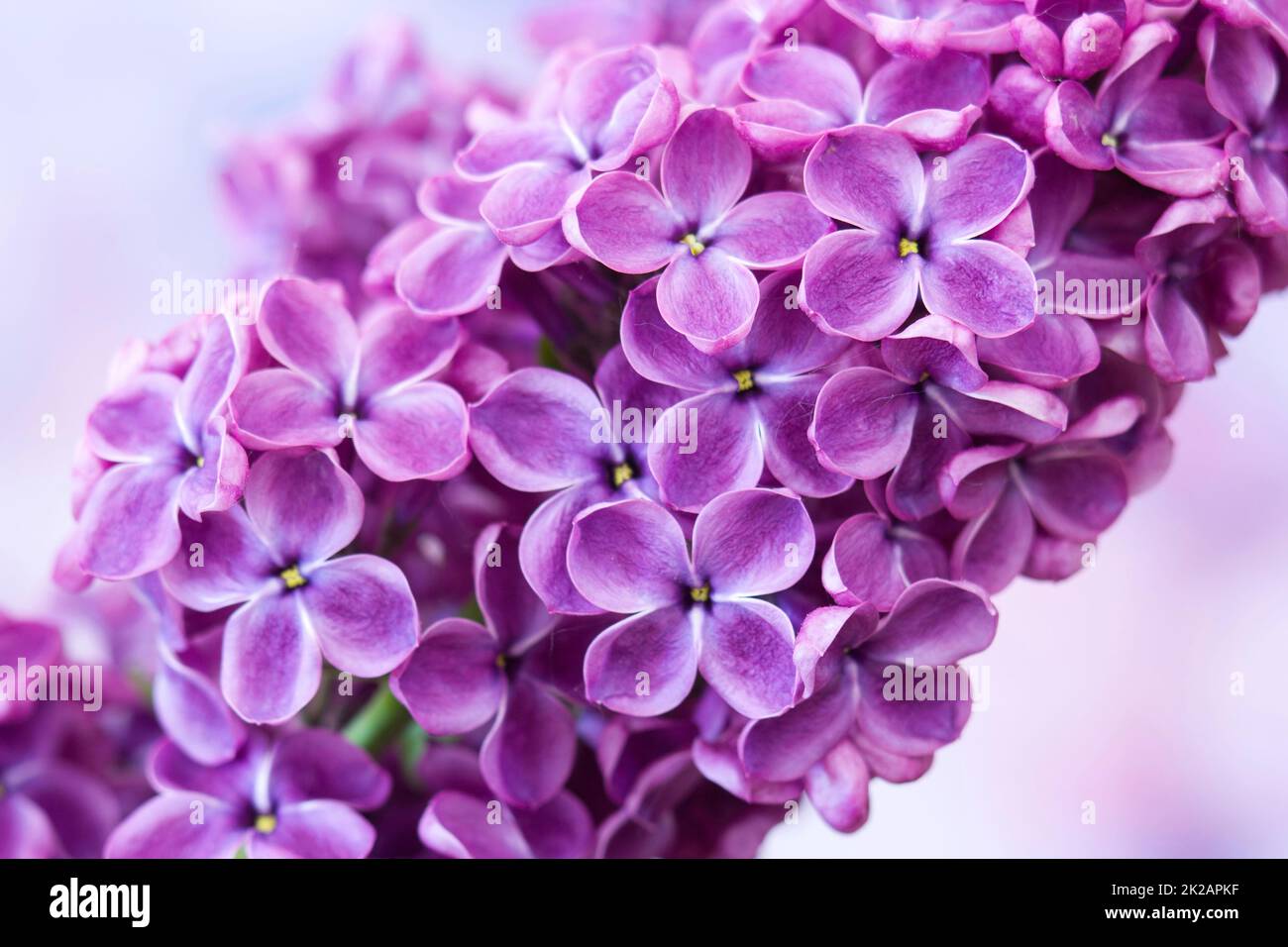 Blooming lilac flowers. Macro photo Stock Photo - Alamy