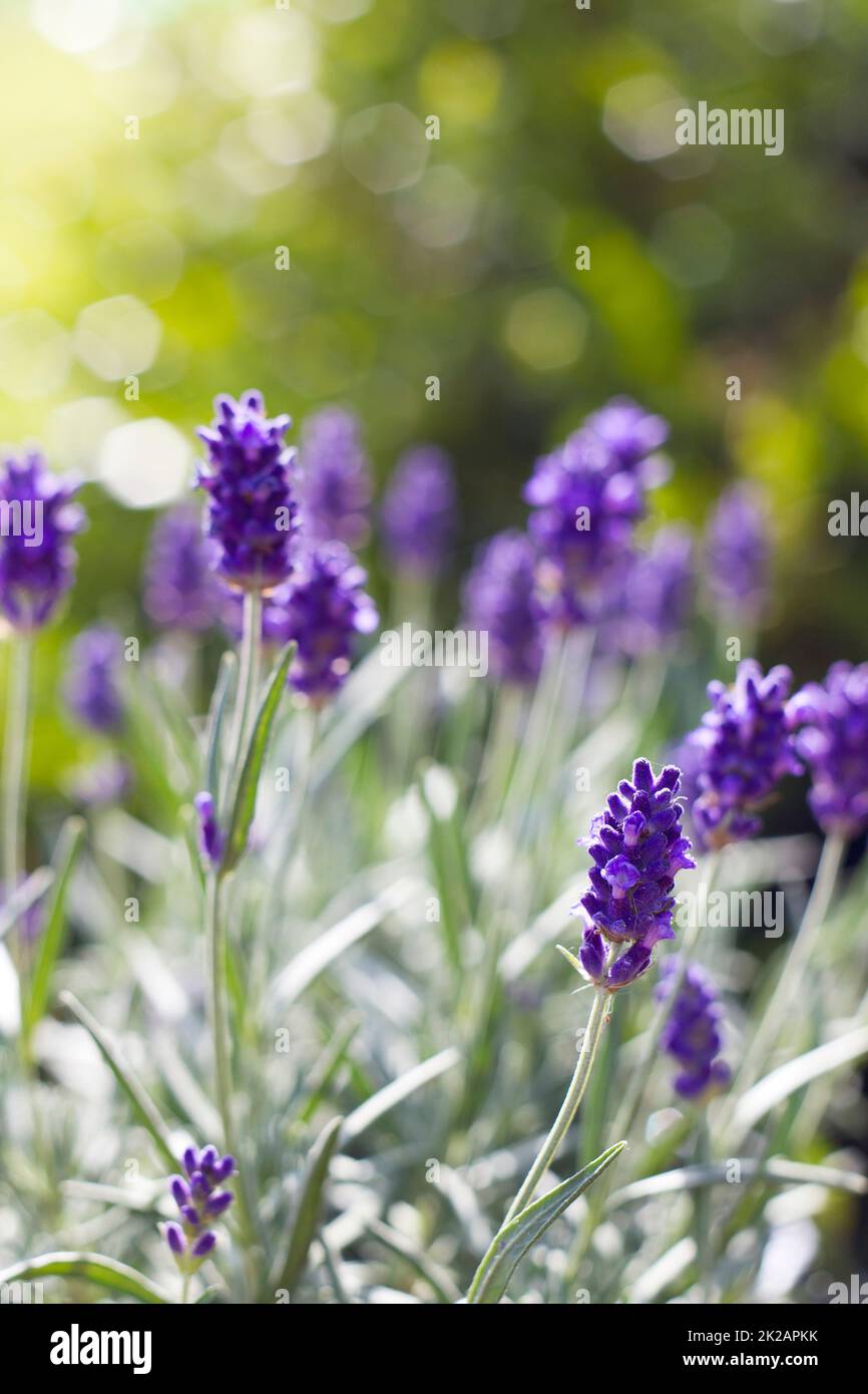 lavender flowers in the garden Stock Photo - Alamy