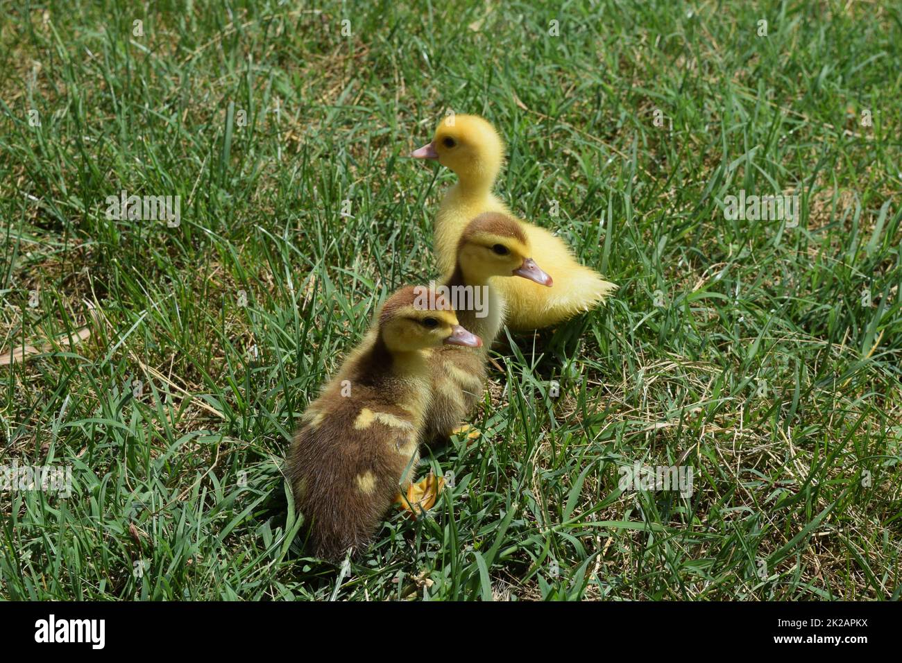 Ducklings care hi-res stock photography and images - Alamy