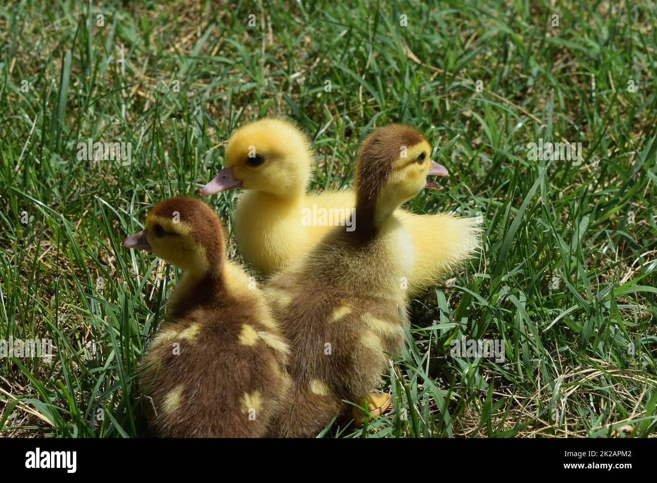 Ducklings of a musky duck Stock Photo - Alamy