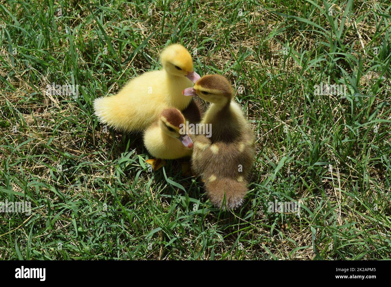 Ducklings musky duck hi-res stock photography and images - Alamy