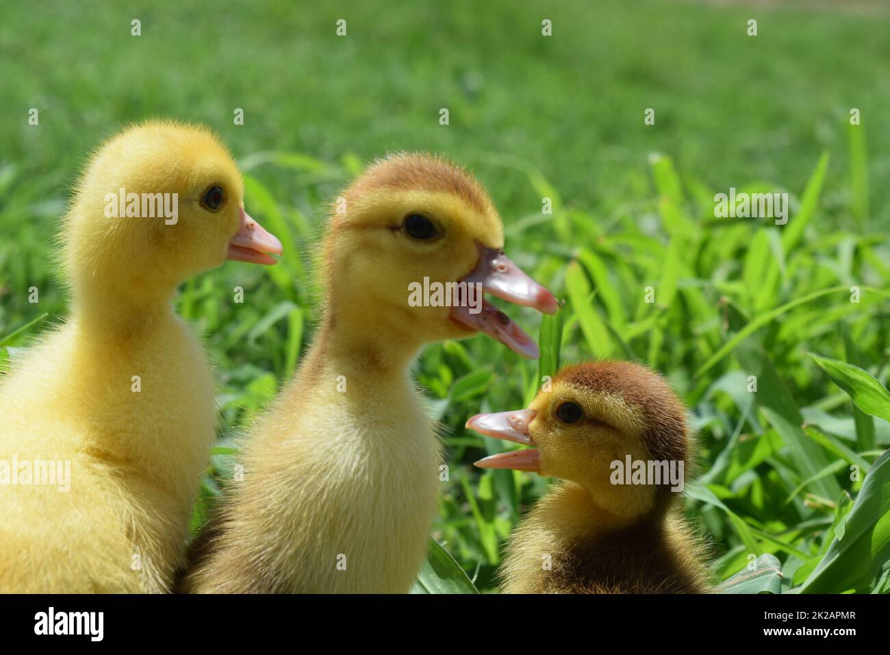 Ducklings of a musky duck Stock Photo - Alamy