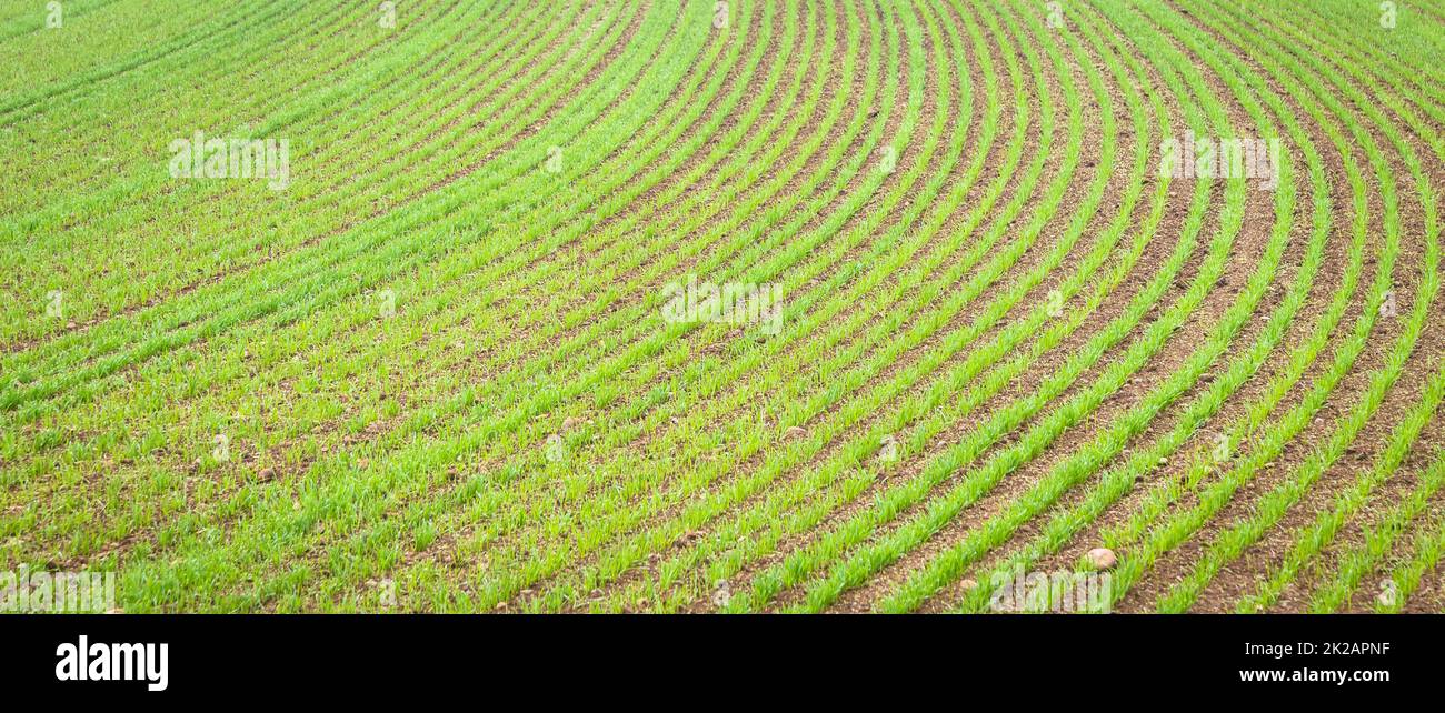 Natural environment background. Farmland detail with growing ...