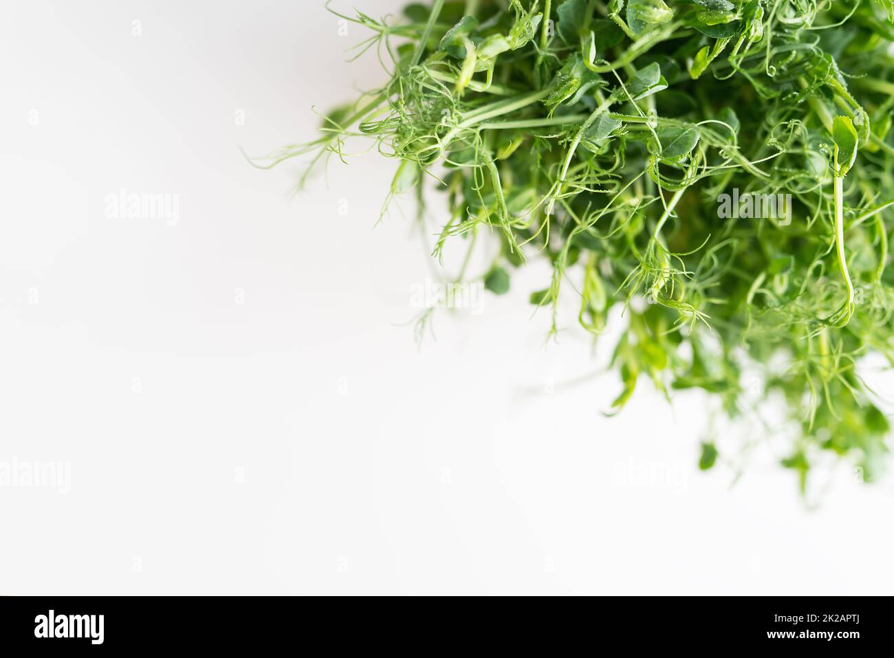 Vegetable pea sprouts, microgreens on white background, vegan health ...