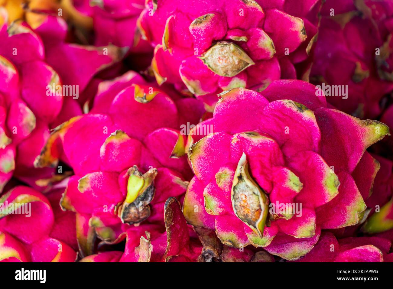 Pitaya pitahaya pink dragonfruit. Bangrak market on Koh Samui, Thailand ...