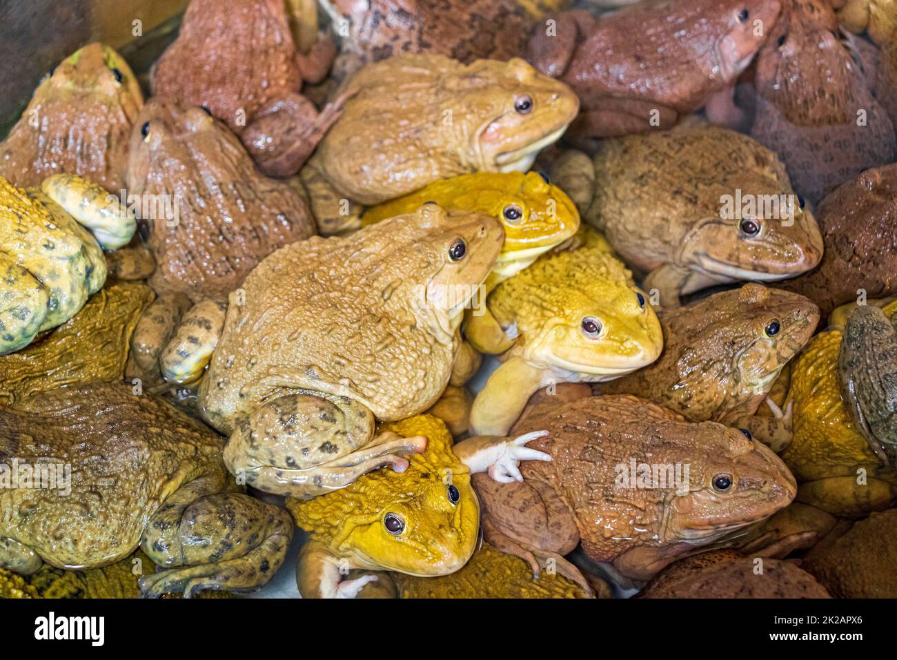 Toads in thailand hi-res stock photography and images - Alamy