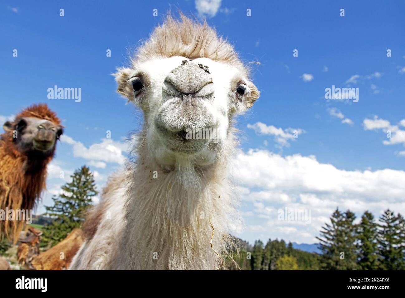 White angle shot of young white Bactrian camel (camel) with flies on ...