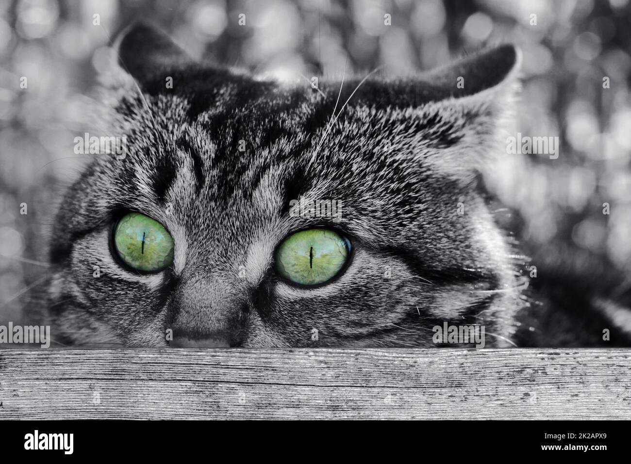 Funny cat surprised hi-res stock photography and images - Alamy