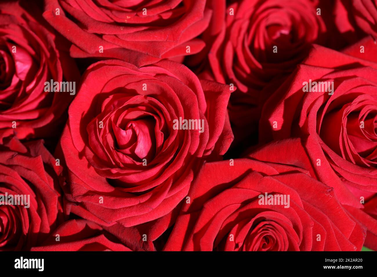 Bunch of red Roses Stock Photo - Alamy