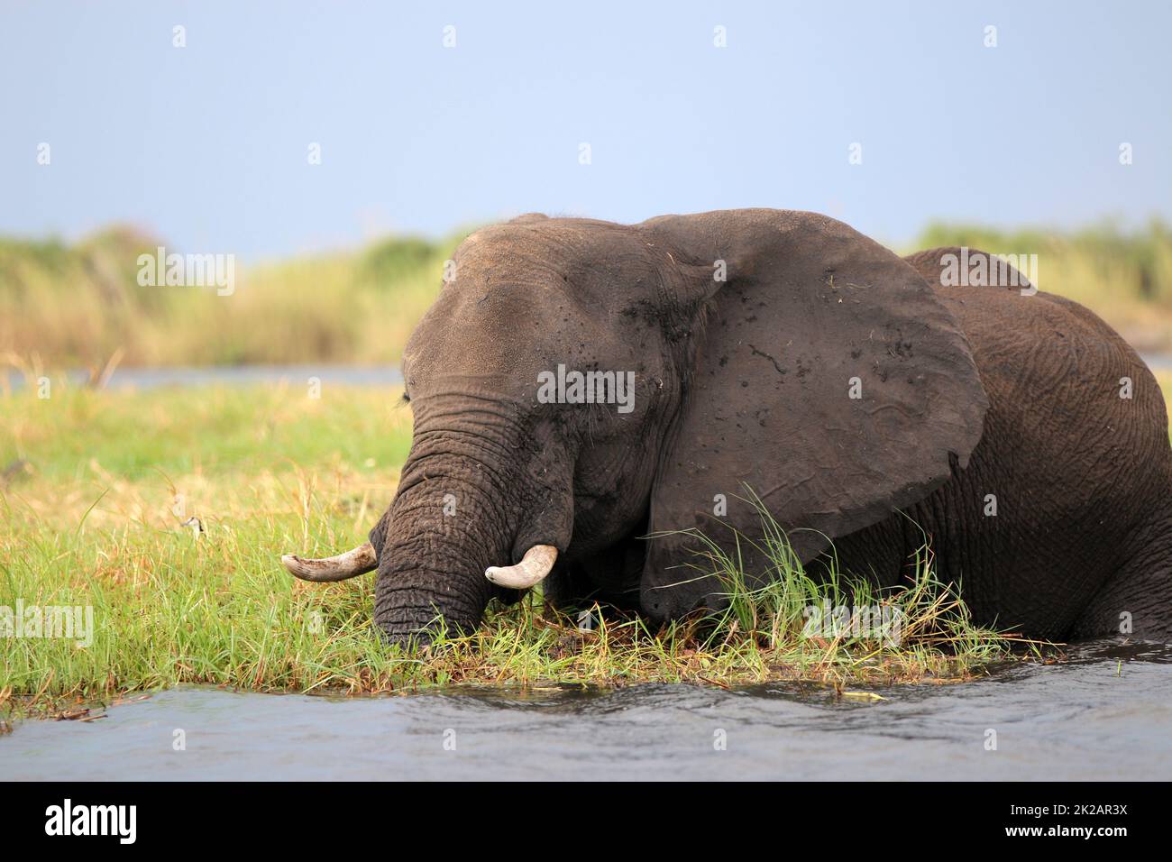 Elephants in Chobe Nationalpark. Botswana Stock Photo - Alamy
