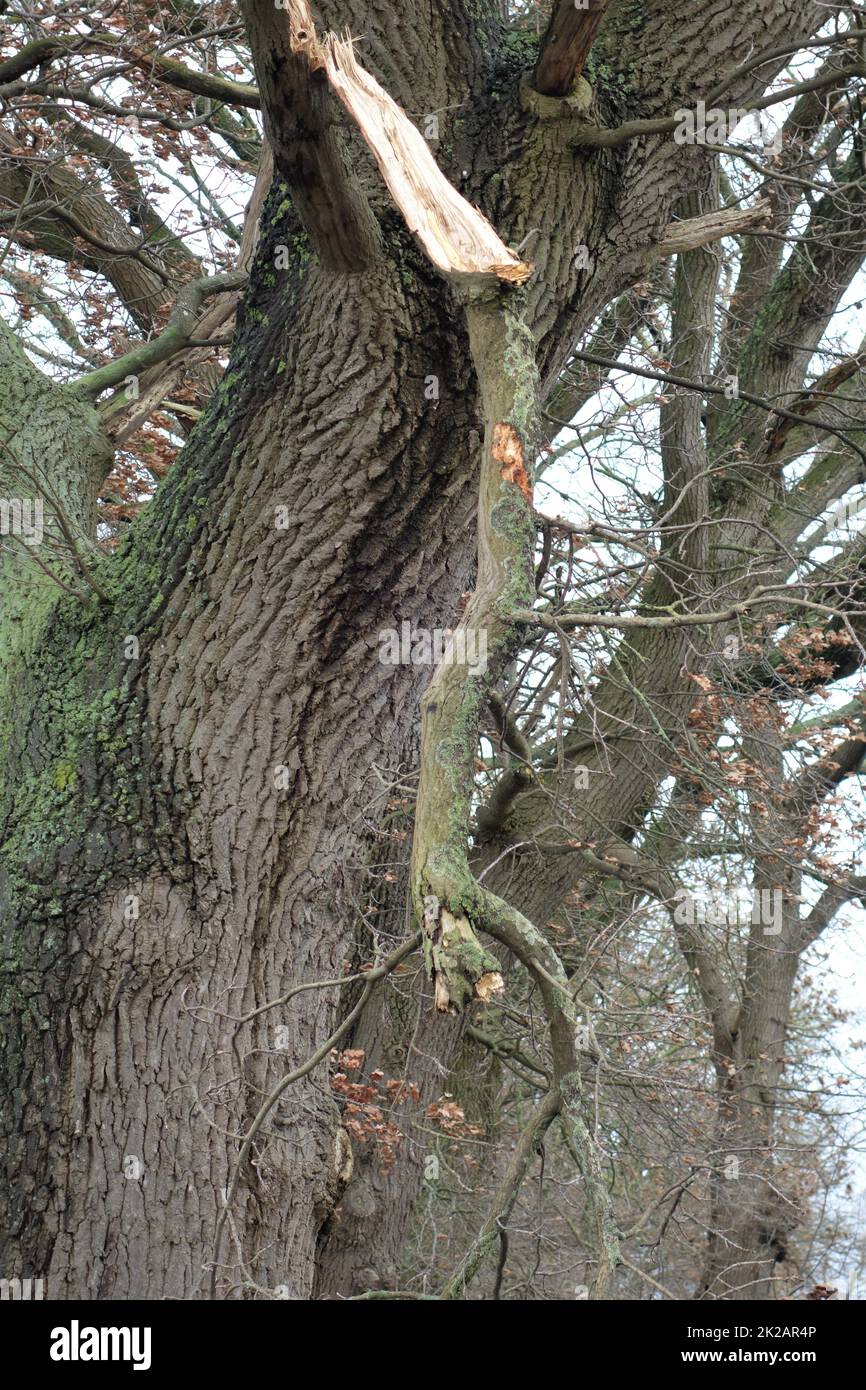 One big tree with a broken branch Stock Photo - Alamy