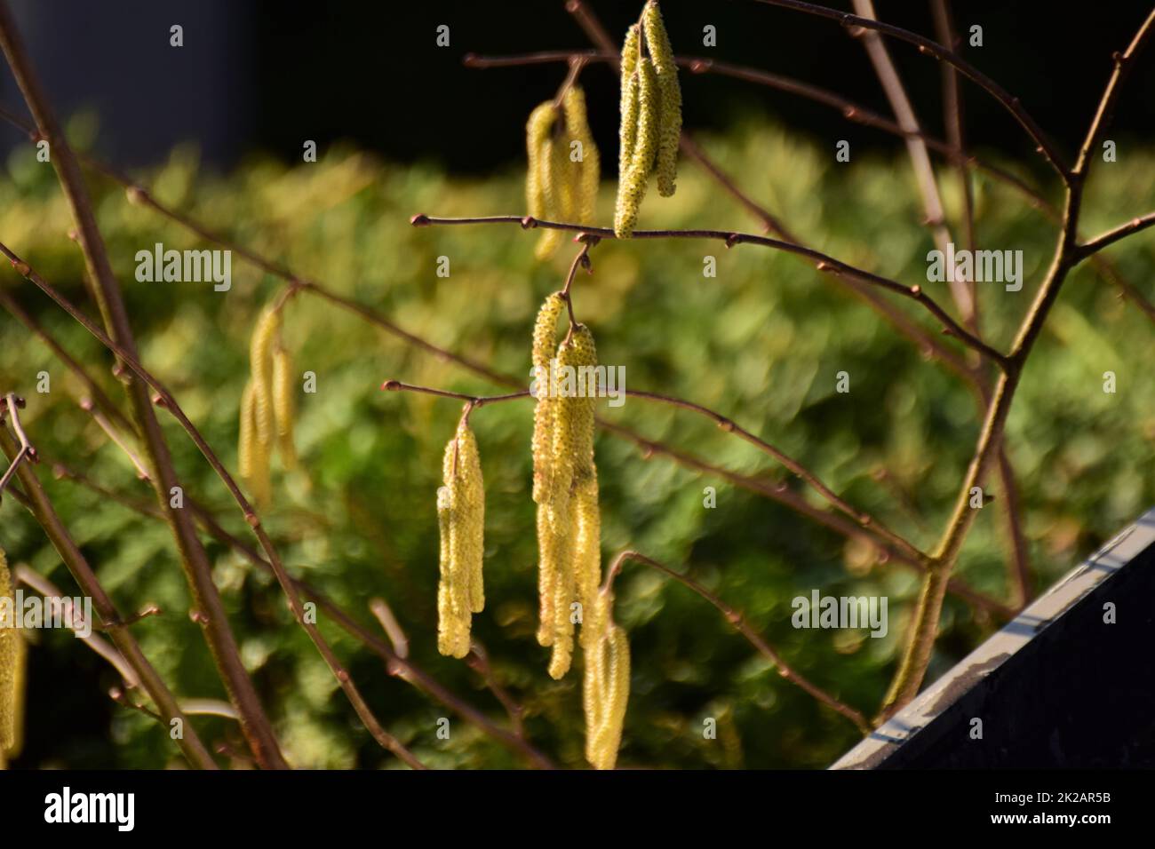 Hazelnut hedge hi-res stock photography and images - Alamy